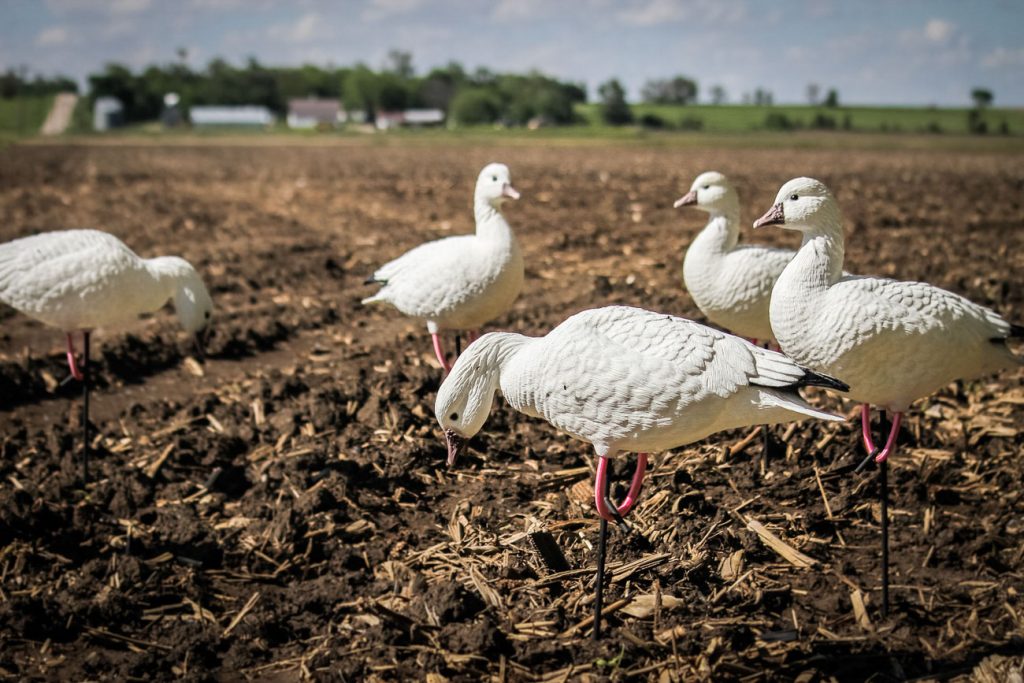 Ross 6 Pack - Deception Decoy Co.
